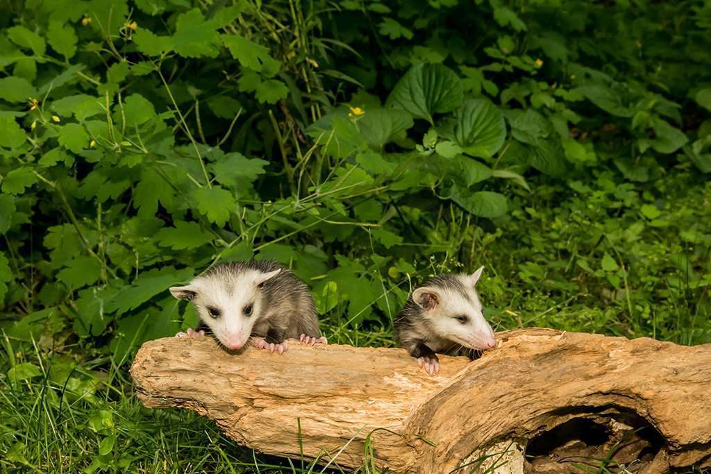 Springfield Opossum Removal Service & Trapping Springfield, OH