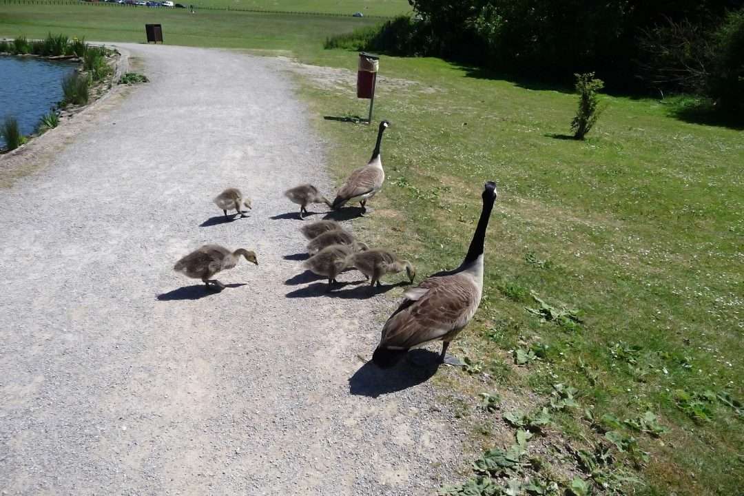 Geese Removal Service Dayton, Ohio - Canadian Goose Control Experts