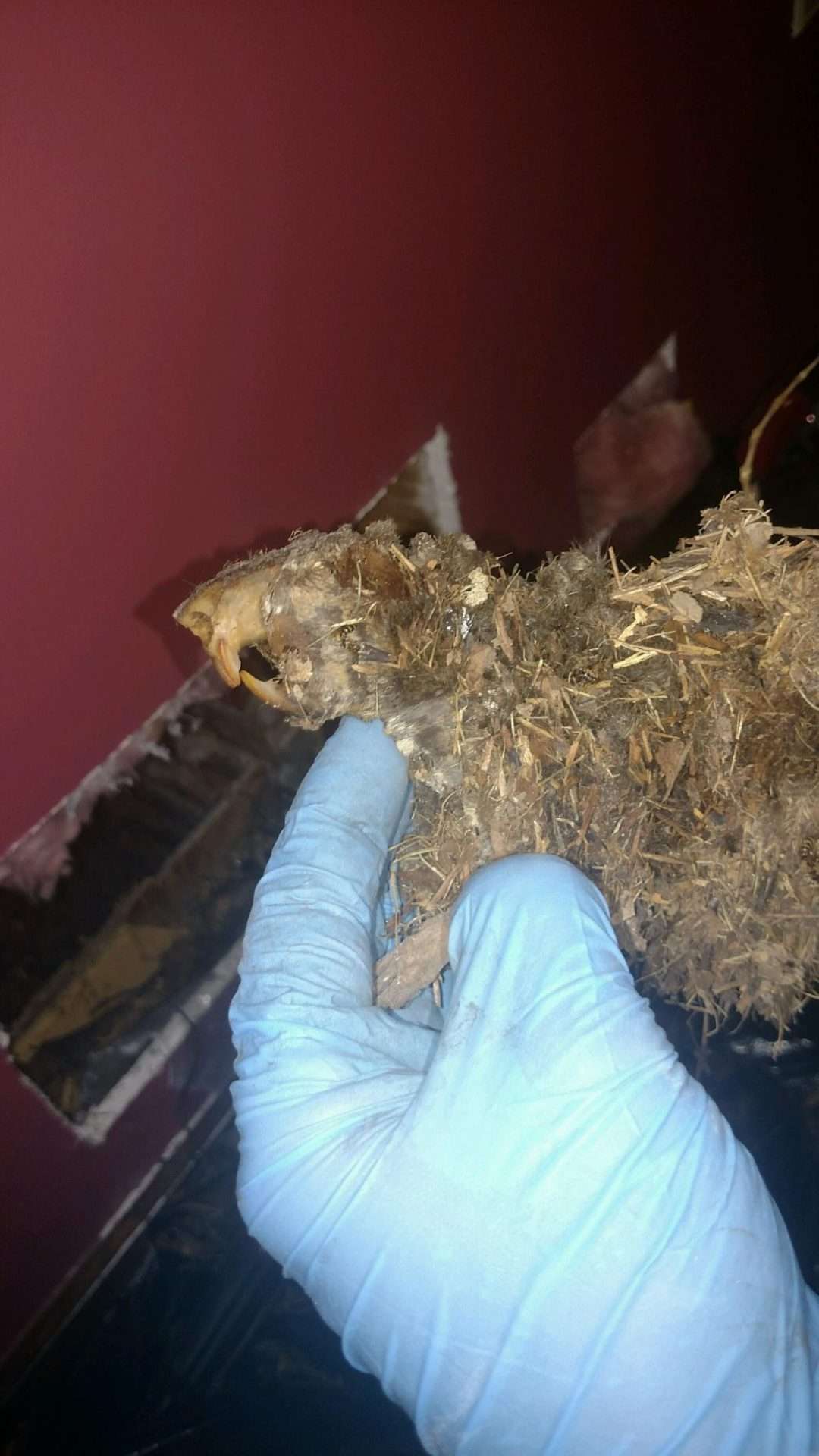 Dead Animal Carcass Removal for Dayton Ohio by Barnes Wildlife Control