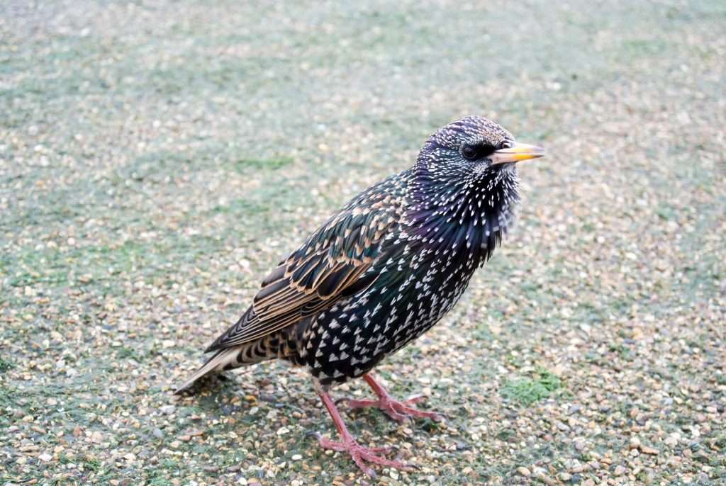 Dayton Bird Removal Service: Dayton, OH Area Bird Control