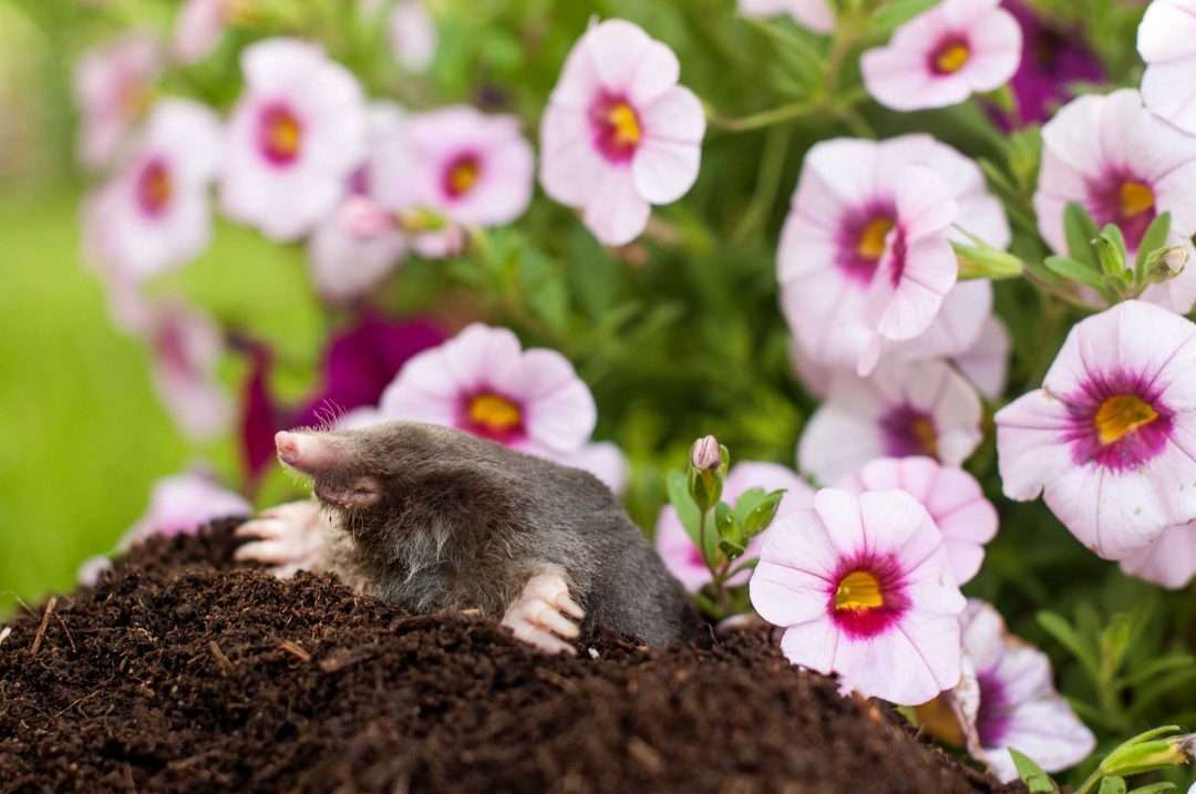Springfield Mole Yard Removal Service - Lawn Mole Control OH