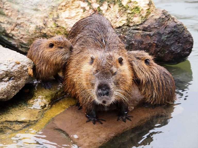 Beaver Removal & Muskrat Removal Dayton, OH Pond Critter Pest Control