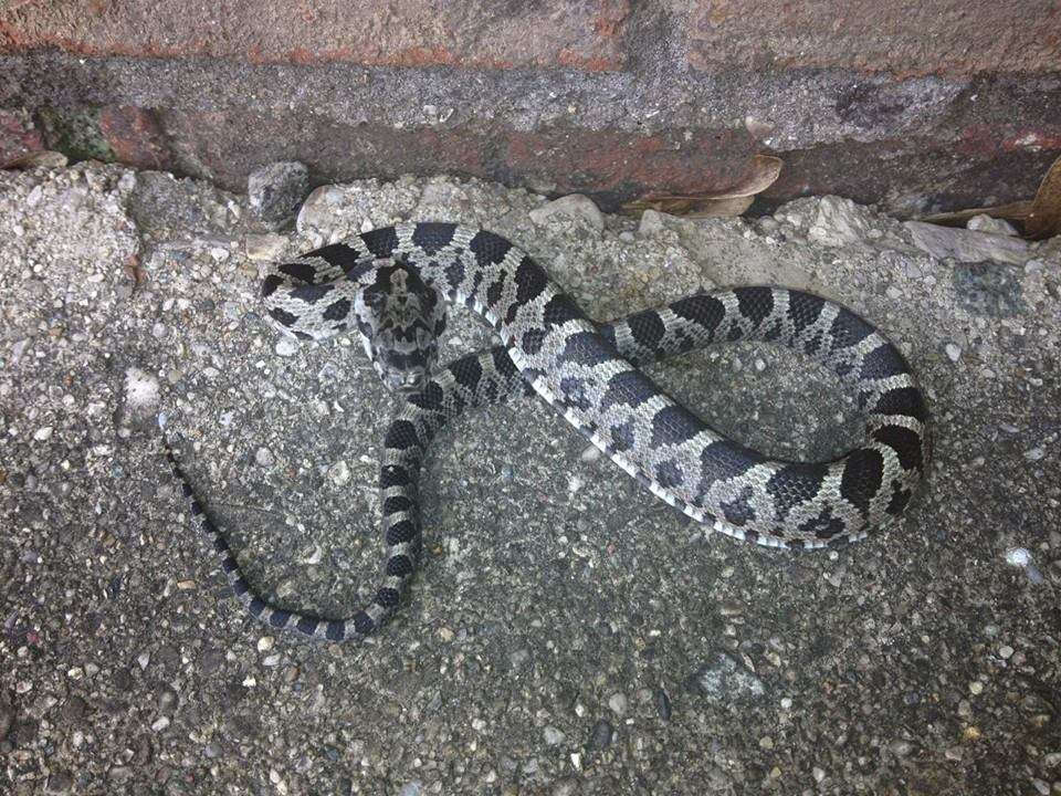 Dayton Ohio Snake Trapping | Barnes Wildlife Control Snake Service