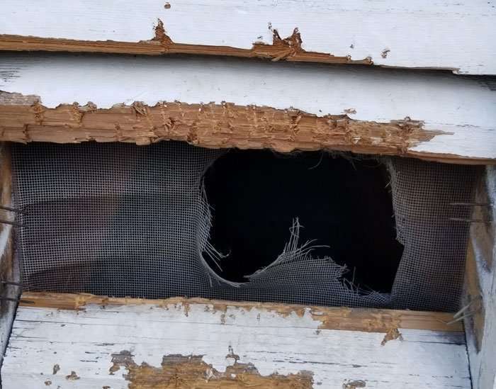 Animal Damage Repairs Dayton, Ohio -Wildlife Exclusion Service for Attics