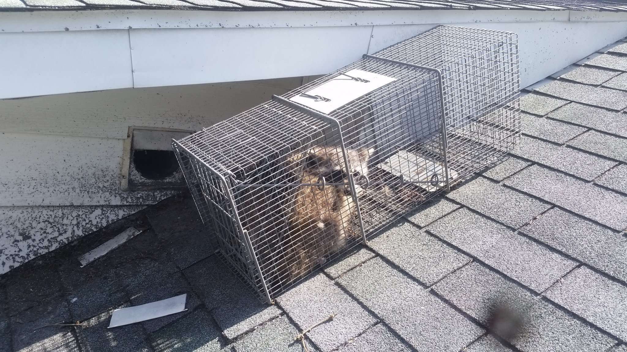 Raccoon Removal Service & Raccoon Trapping | Greater Dayton, Ohio