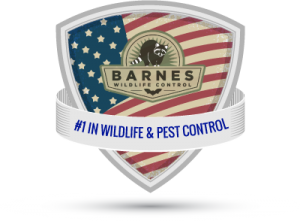 Clark County Animal Pest Removal Service - Barnes Wildlife Control Ohio