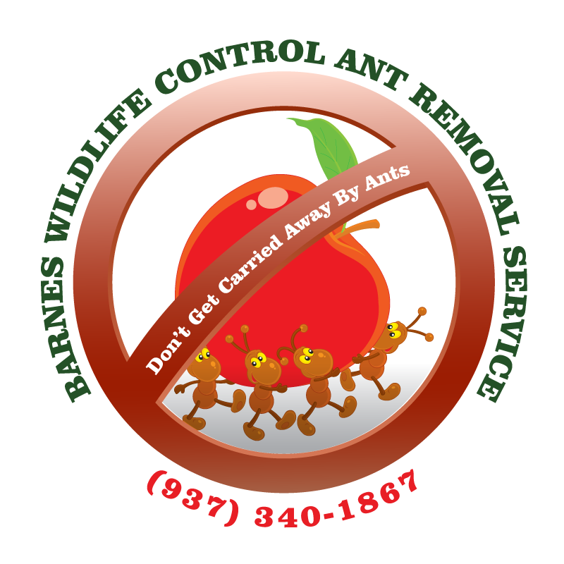 Ant Removal Service In Greater Dayton Ohio by Barnes Wildlife Control