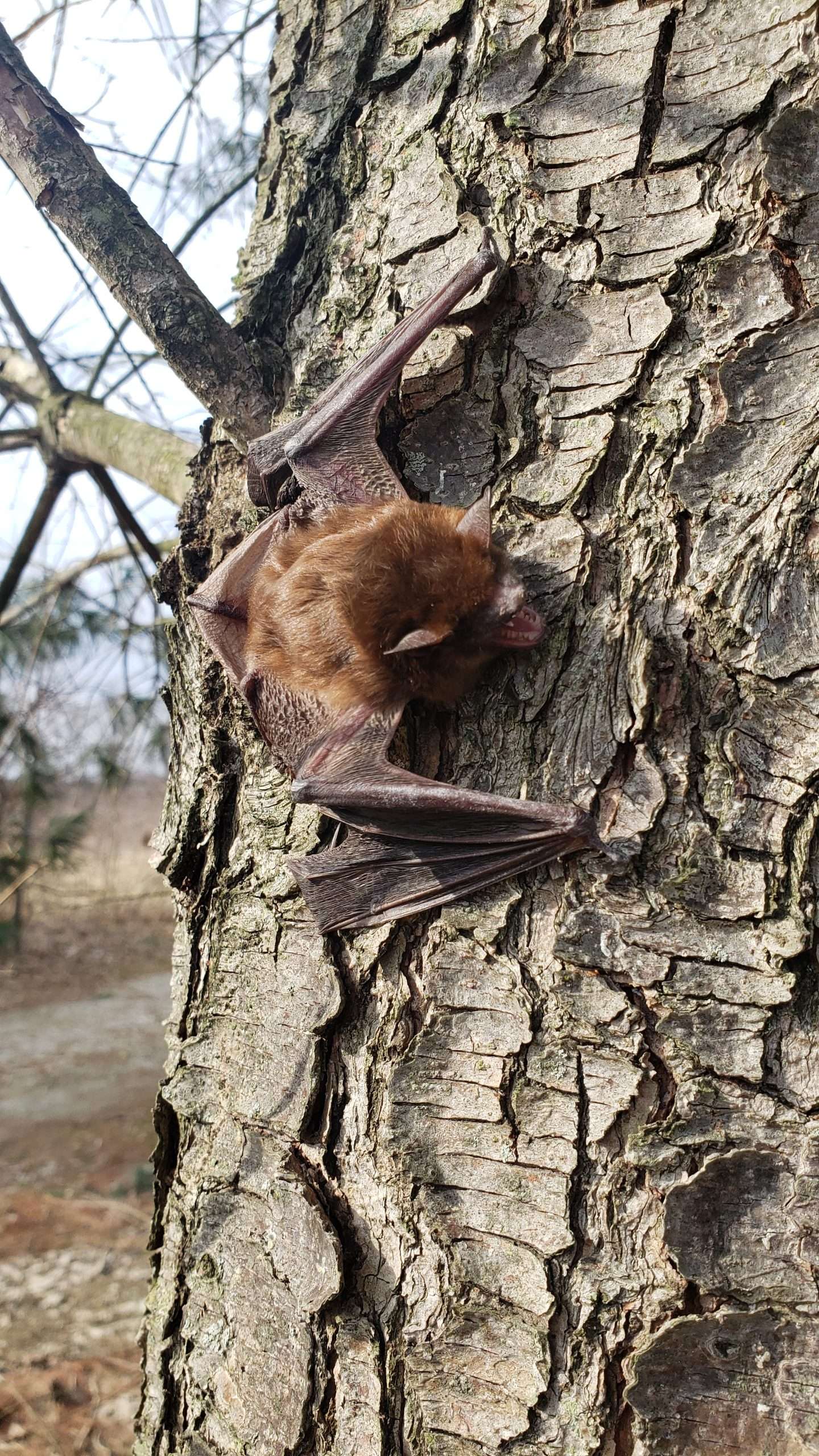 Bat Removal Product | The Bat Valve | Dayton OH Professional Bat Control