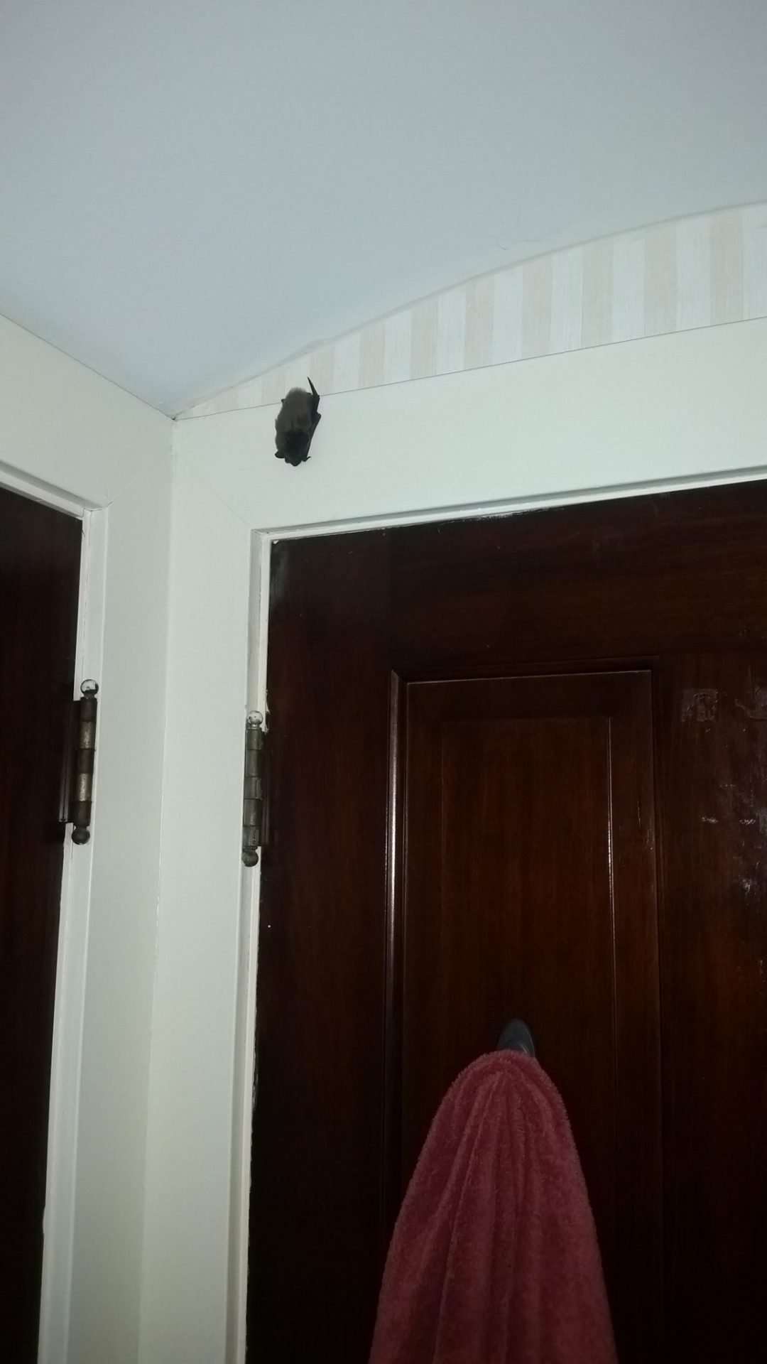 There is a Bat in my House | Dayton Montgomery County Animal Control