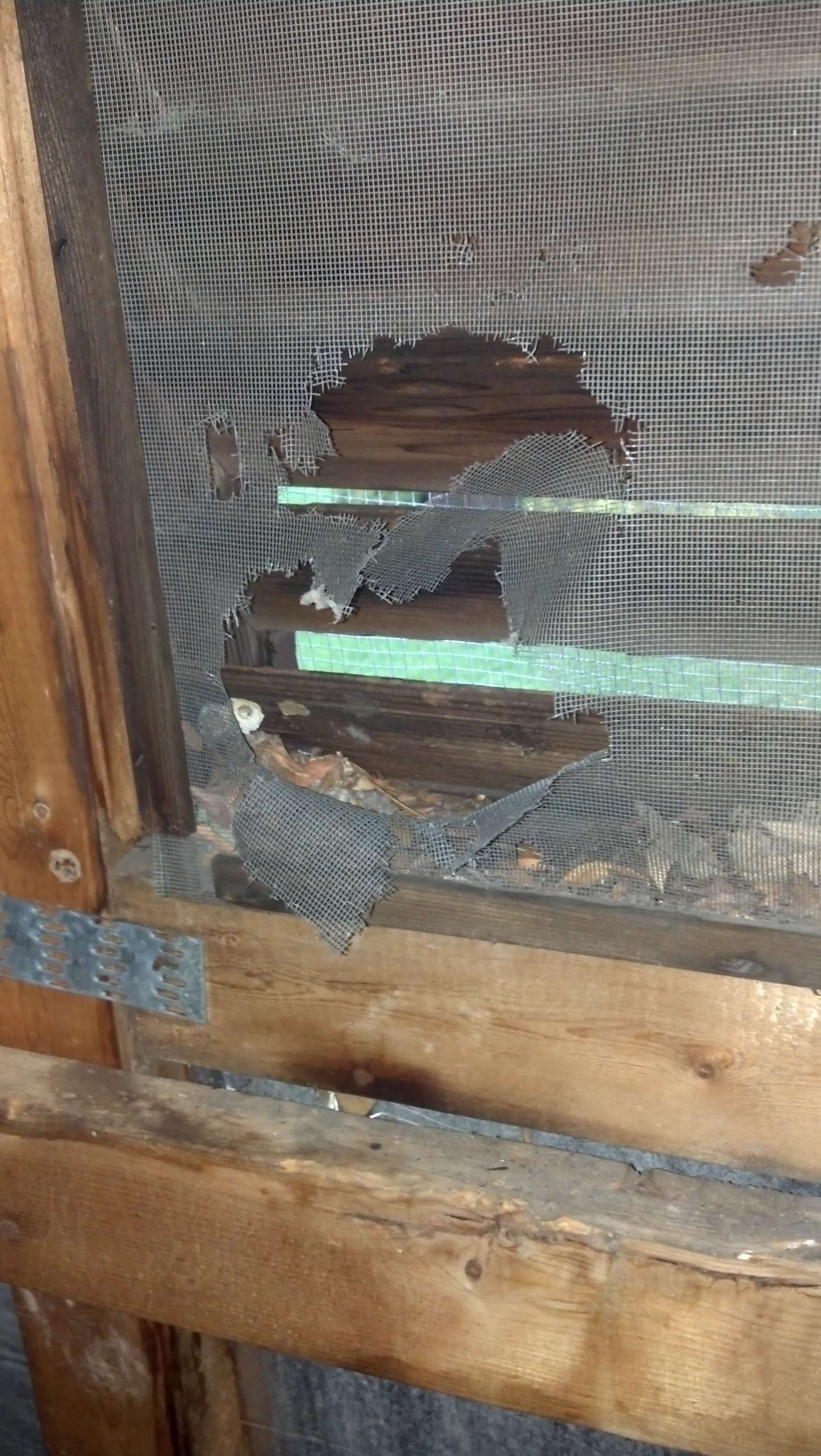 Animal Proofing your Miami Valley Home | Barnes Wildlife Control Service