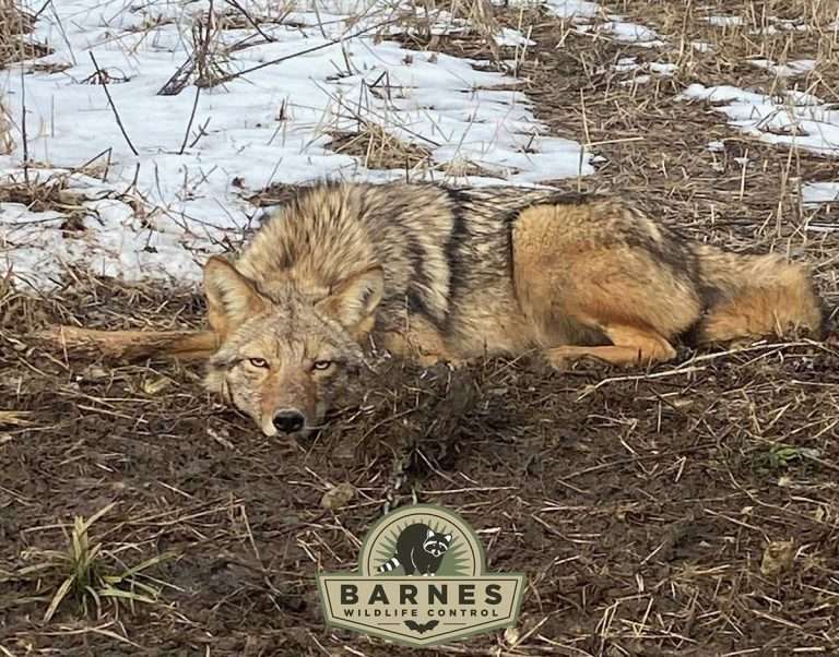 Urban Coyote Safety Tips | 10+ Super Dayton Coyote Insights